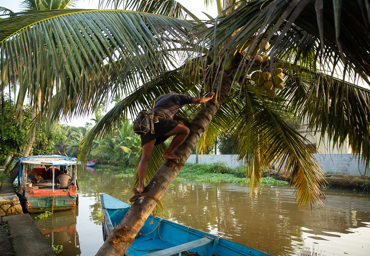 Alleppey Backwater Activities – Cruises, Houseboat Experiences